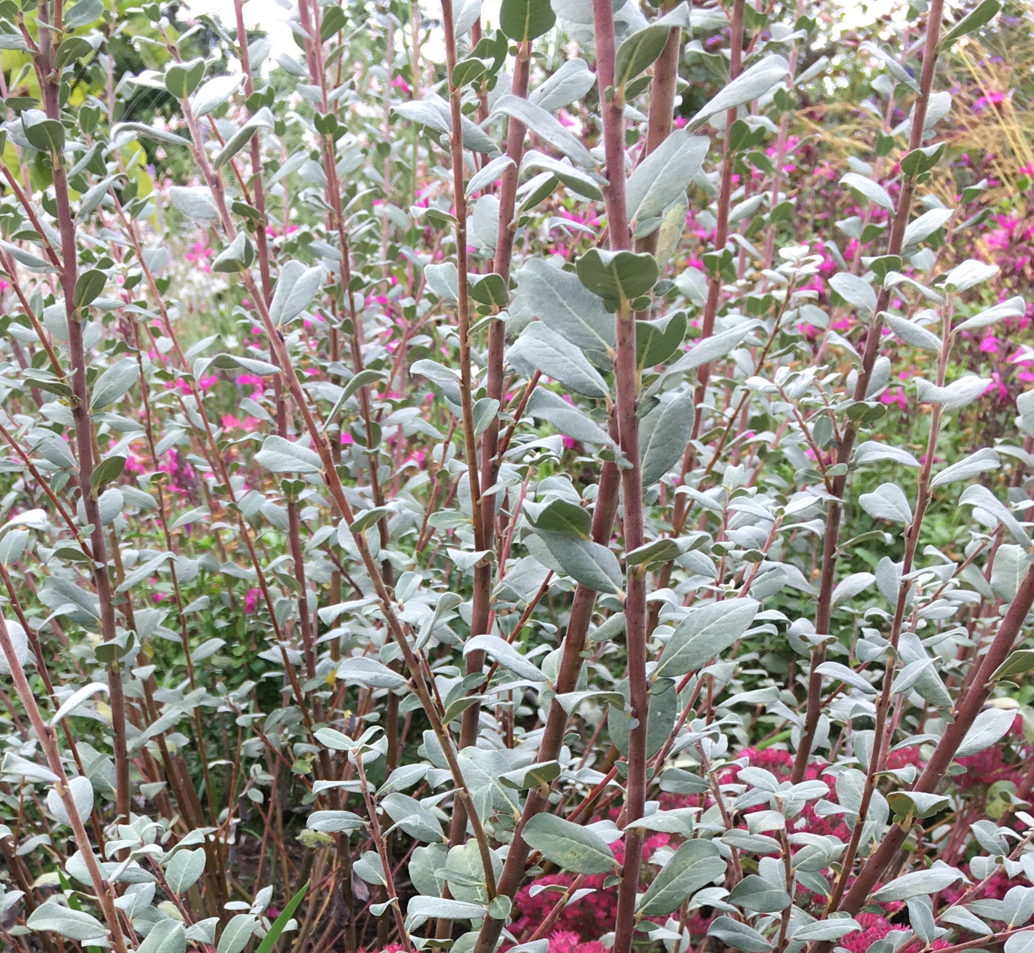 Bellevue Botanical Garden