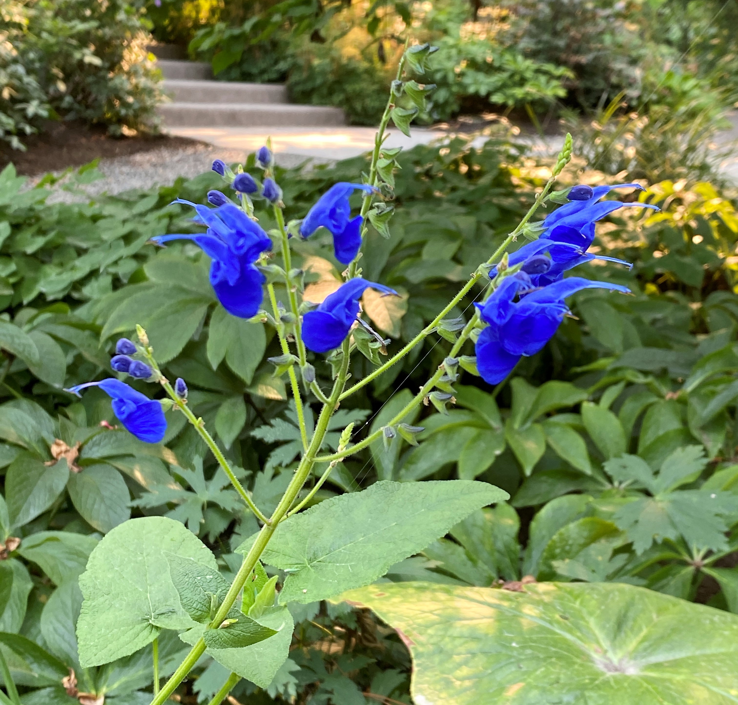 Bellevue Botanical Garden