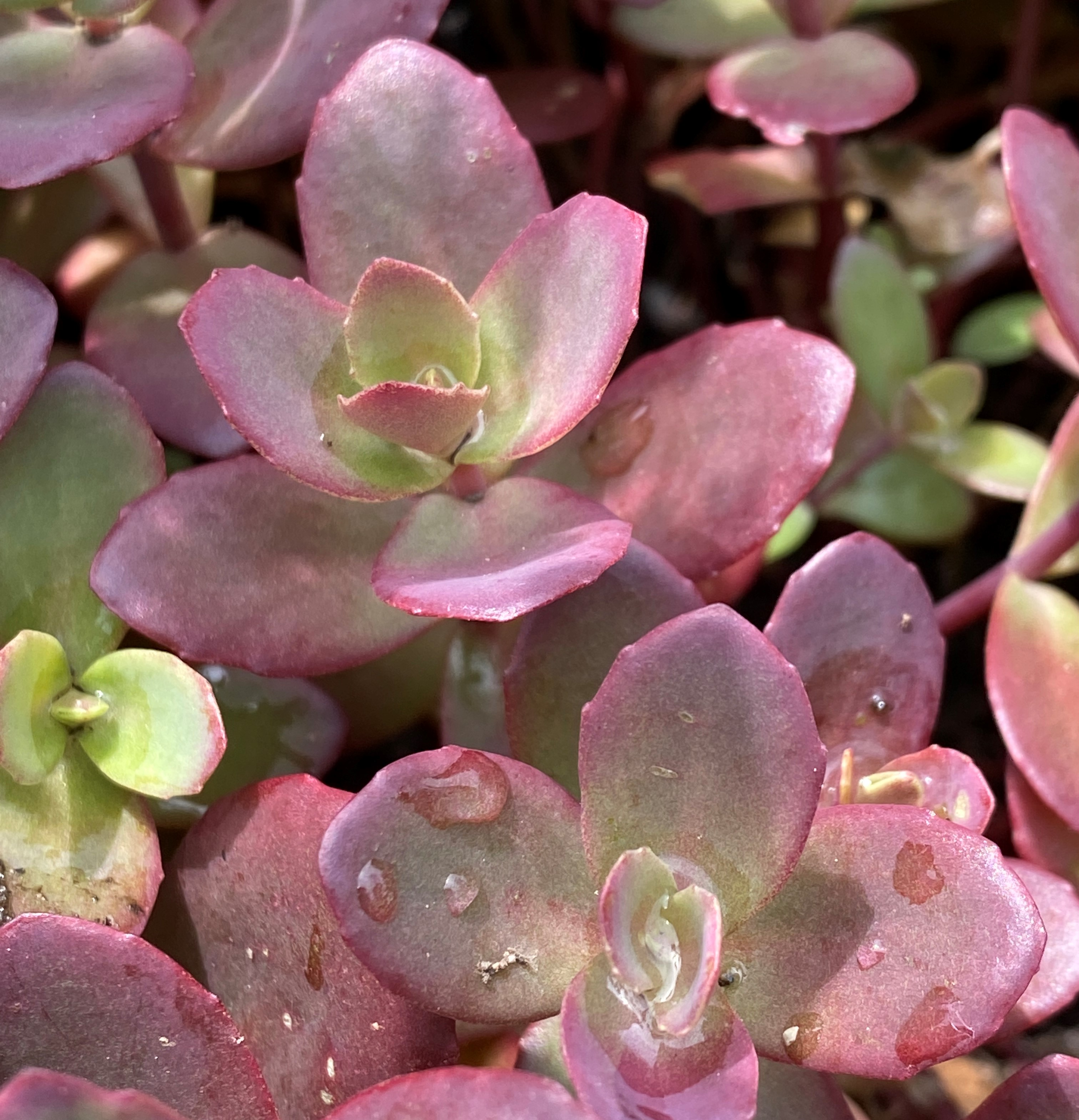 Bellevue Botanical Garden