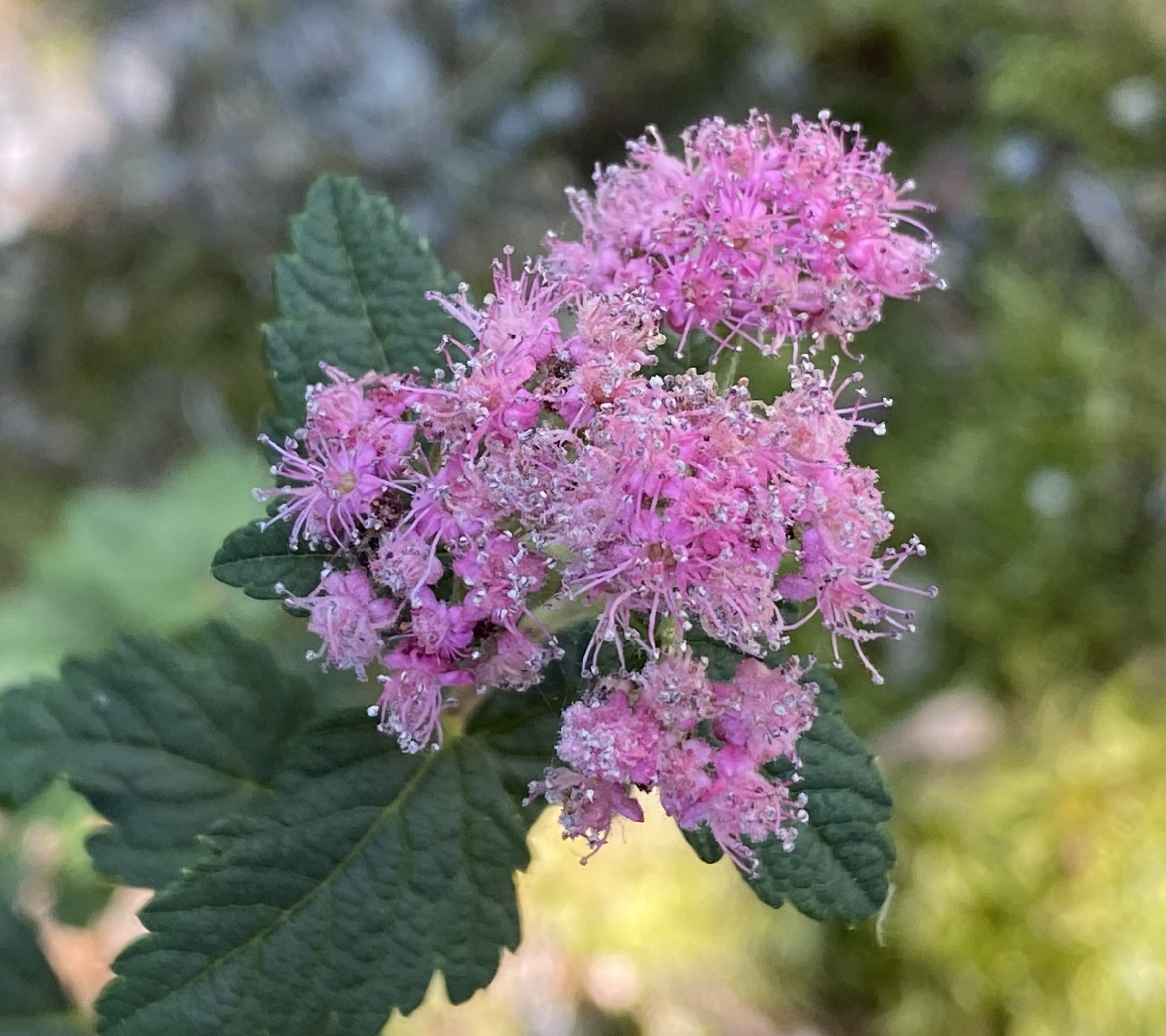 Bellevue Botanical Garden