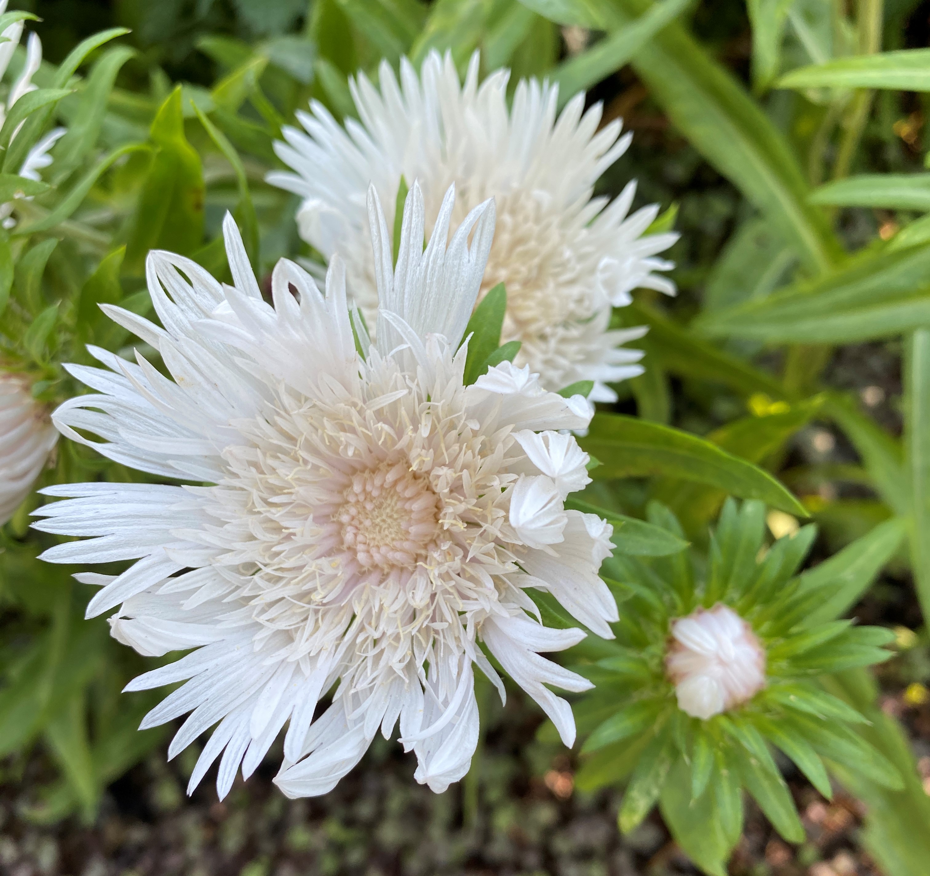 Bellevue Botanical Garden