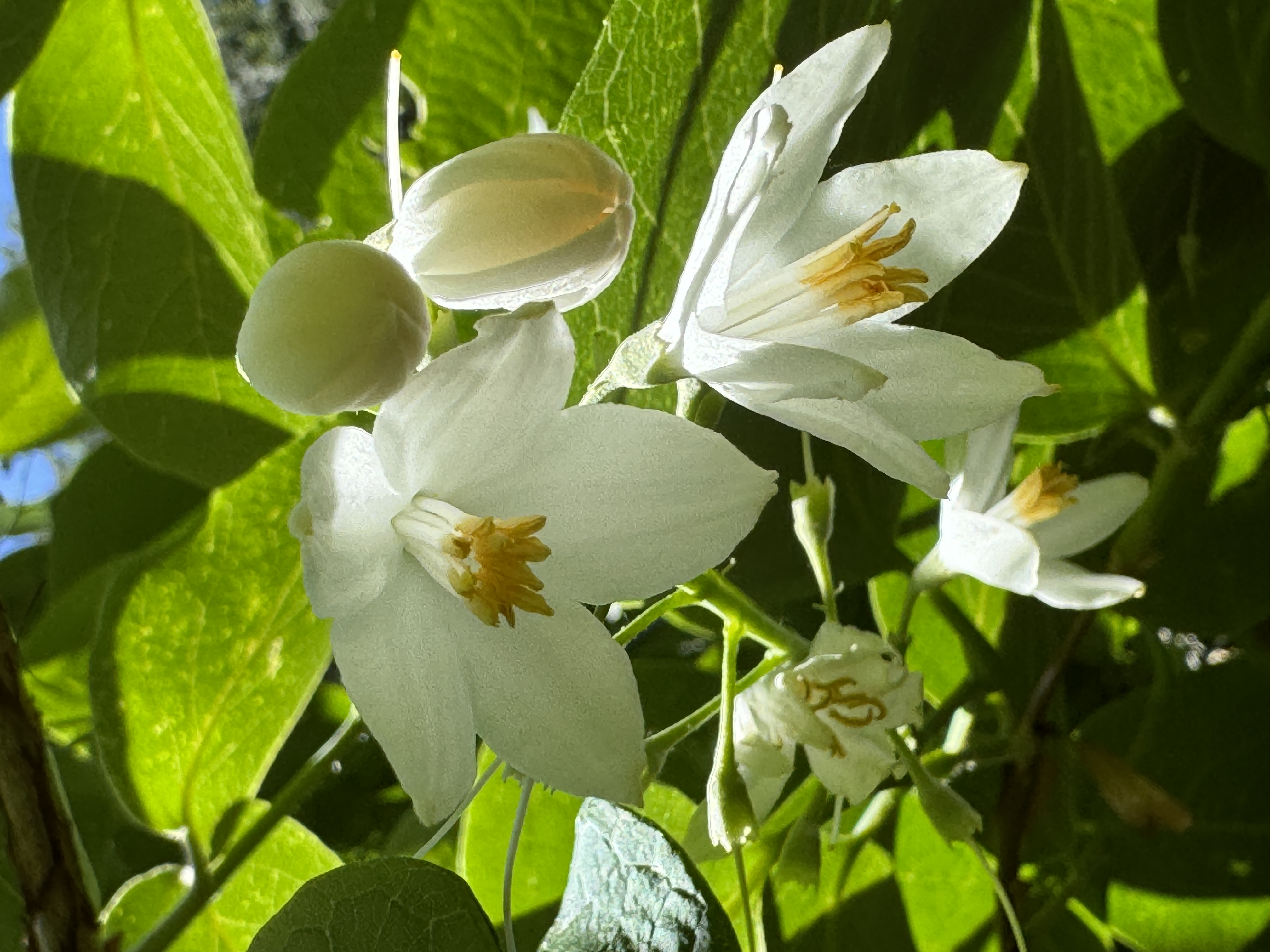 Bellevue Botanical Garden