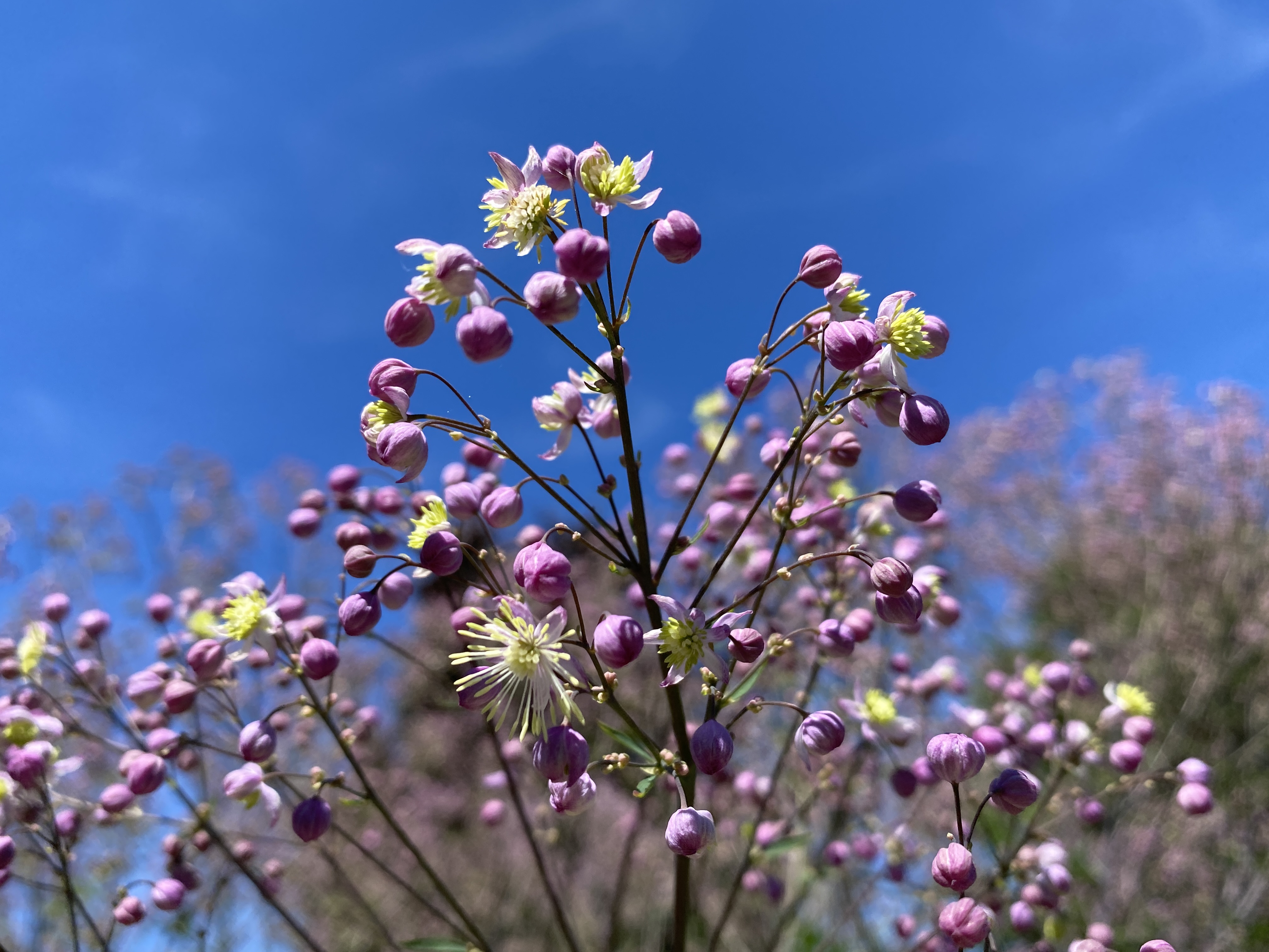 Bellevue Botanical Garden