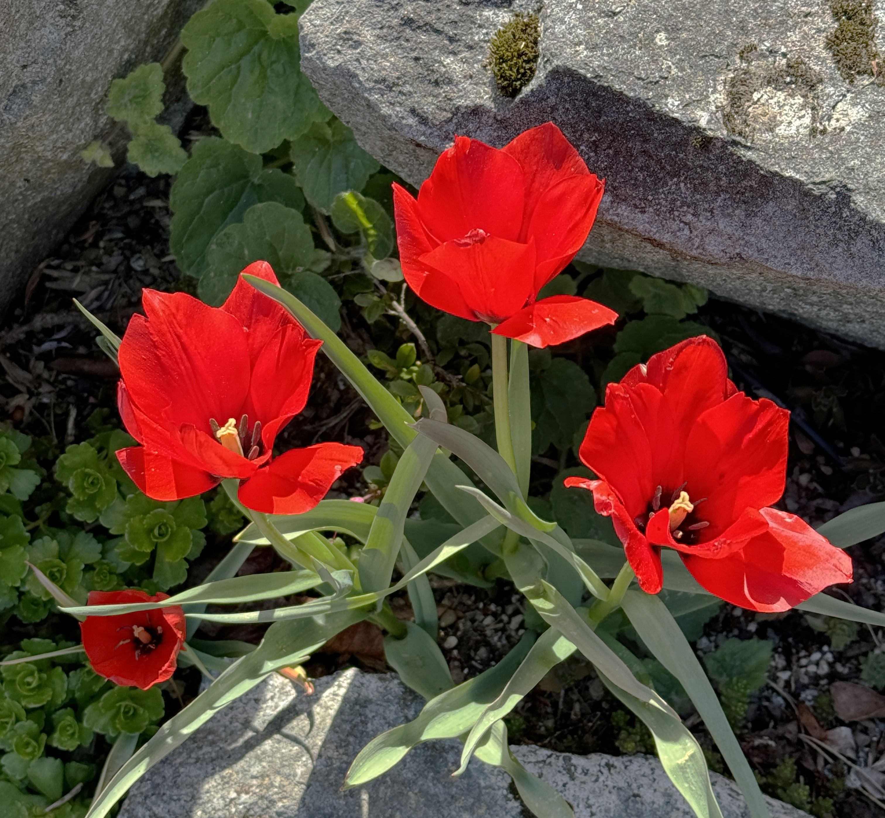 Bellevue Botanical Garden