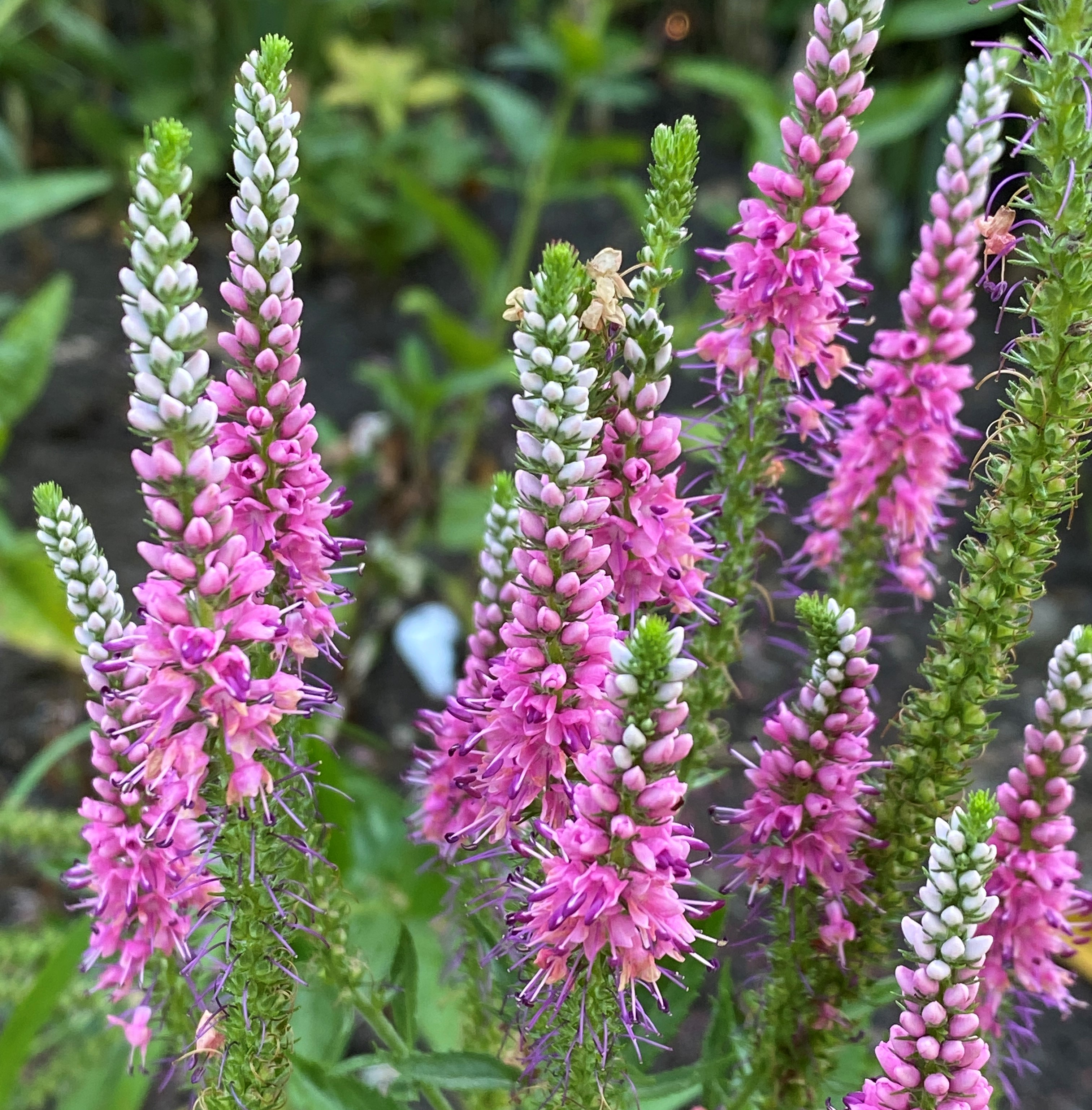 Bellevue Botanical Garden